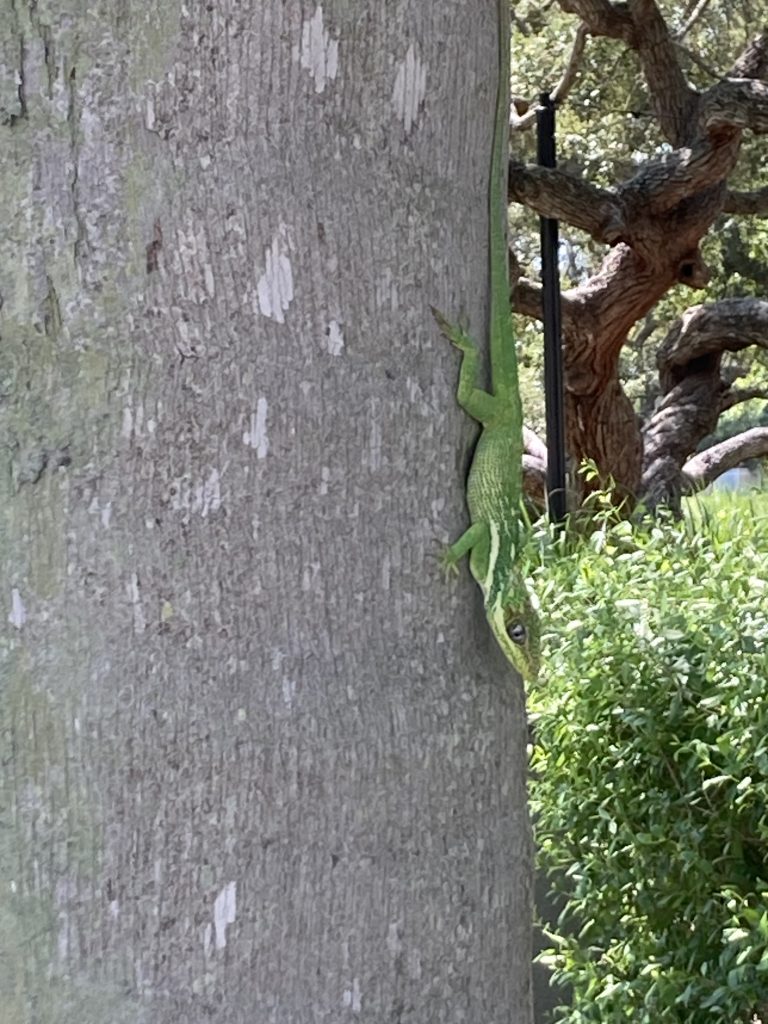 Smart Rain Garden Series - Why a Rain Garden in the City? - UF/IFAS ...
