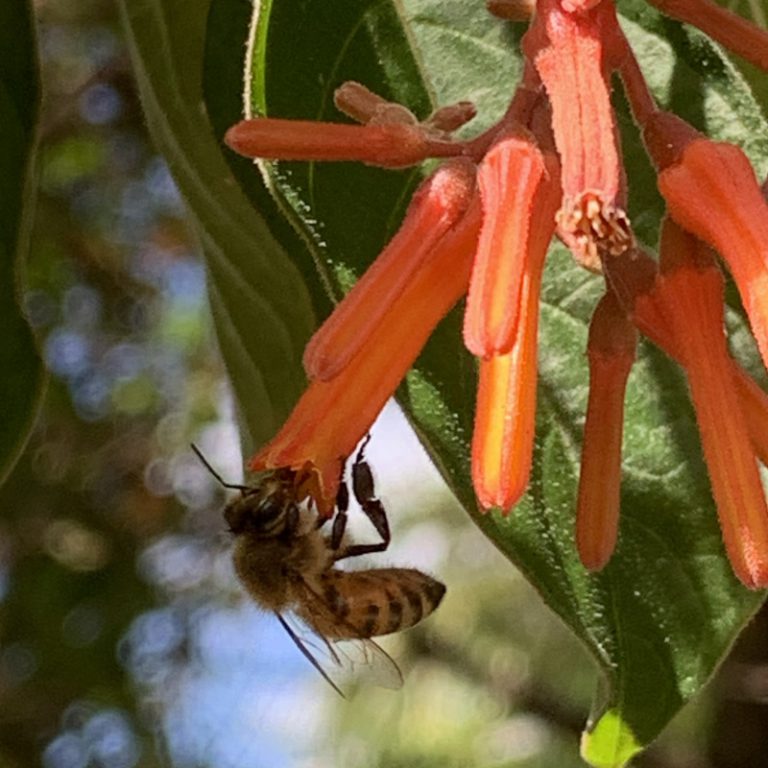 The Bees Trees - UF/IFAS Extension Broward County