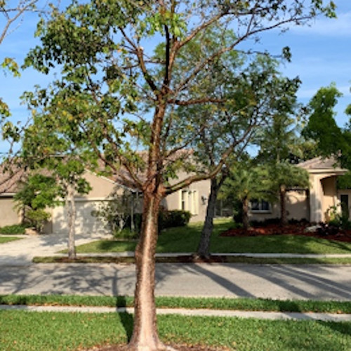 Get your trees ready for storm season! - UF/IFAS Extension Broward County