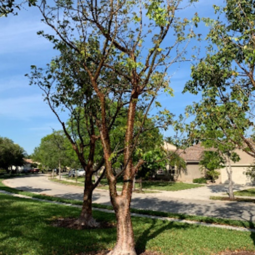 Get your trees ready for storm season! - UF/IFAS Extension Broward County