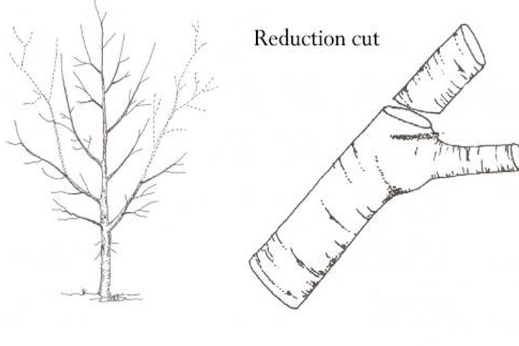 Get your trees ready for storm season! - UF/IFAS Extension Broward County