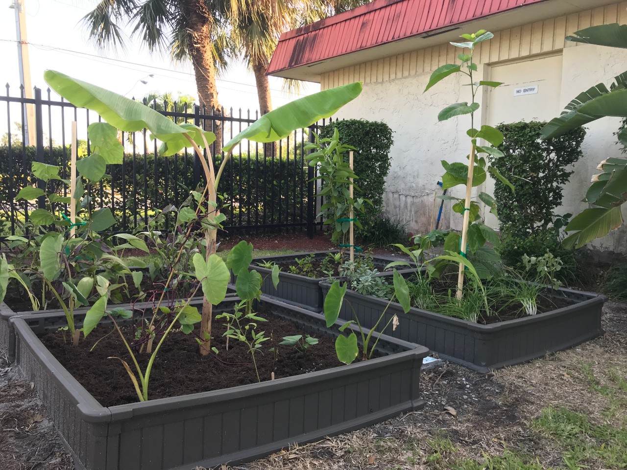 Glick gift grows 4-H gardens - UF/IFAS Extension Broward County