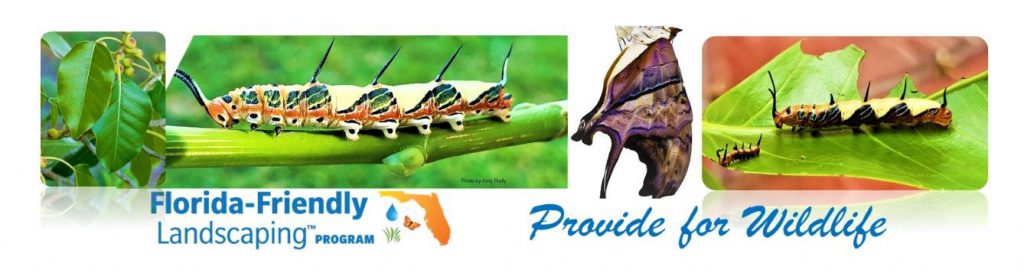 Invasive Species Archives - UF/IFAS Extension Broward County