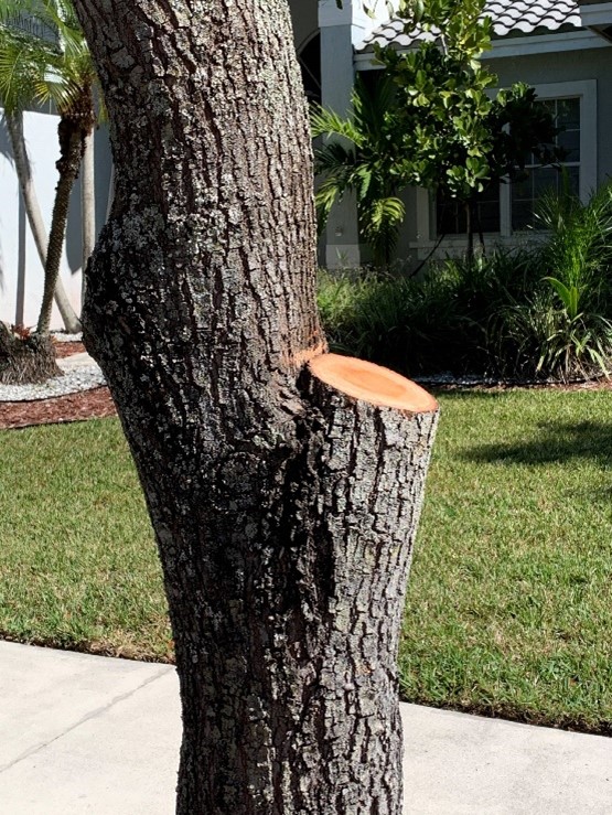 Get Your Trees Ready for Storm Season Now! - UF/IFAS Extension Broward ...