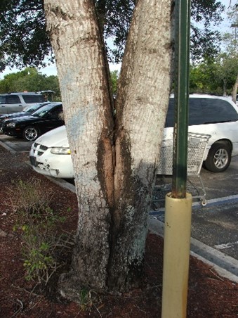 Get Your Trees Ready for Storm Season Now! - UF/IFAS Extension Broward ...