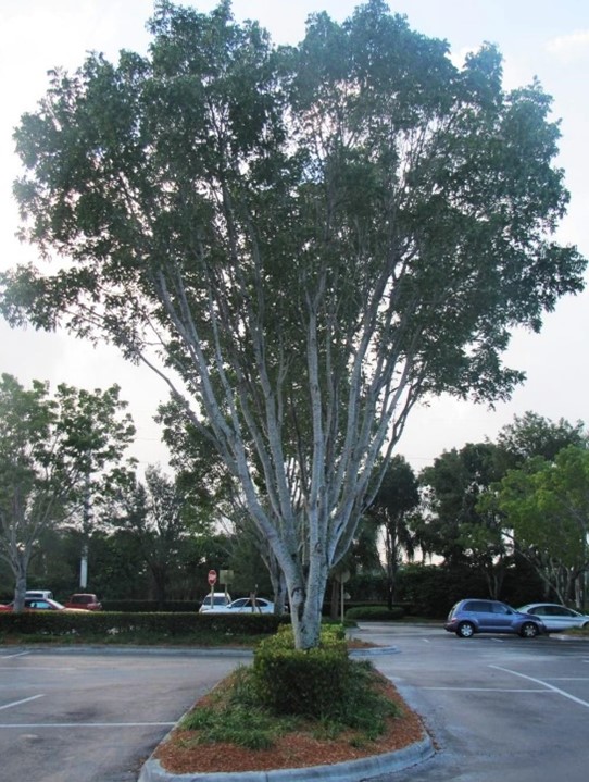 Get Your Trees Ready for Storm Season Now! - UF/IFAS Extension Broward ...