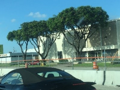 Get Your Trees Ready for Storm Season Now! - UF/IFAS Extension Broward ...