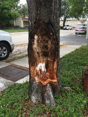 Get Your Trees Ready for Storm Season Now! - UF/IFAS Extension Broward ...