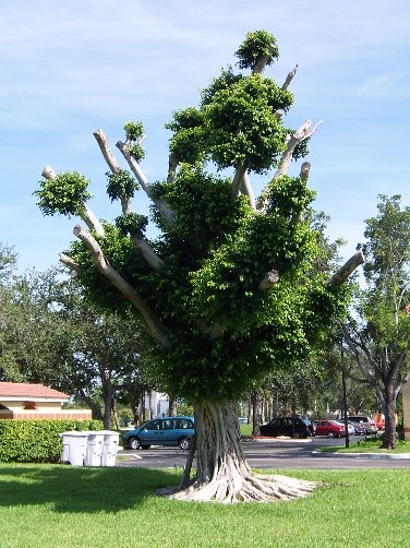 Get Your Trees Ready for Storm Season Now! - UF/IFAS Extension Broward ...