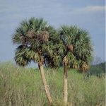 THE SABAL PALM - Our Tree of Life - UF/IFAS Extension Broward County