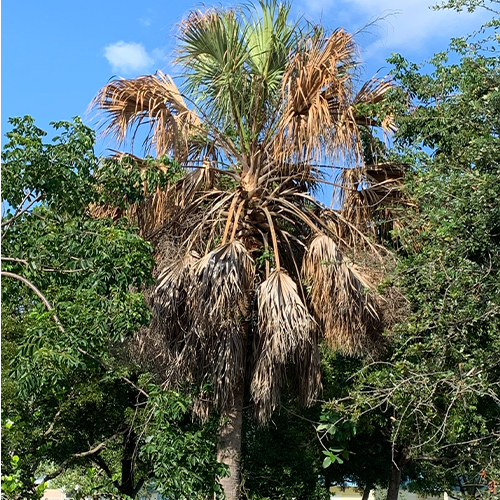 THE SABAL PALM - Our Tree of Life - UF/IFAS Extension Broward County