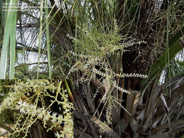 THE SABAL PALM - Our Tree of Life - UF/IFAS Extension Broward County