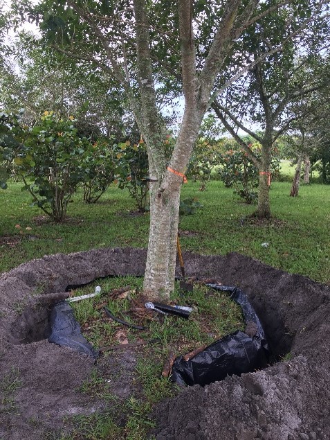 How to Root Prune and Transplant Field Grown Trees and Shrubs - UF/IFAS ...