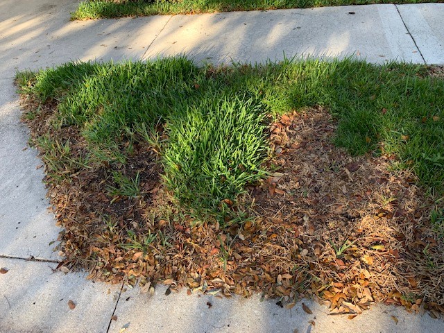 Does Your Swale Need a Make Over? - UF/IFAS Extension Broward County