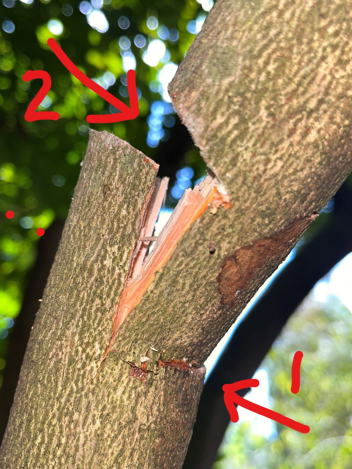 It's Easy as One, Two, Three. (So, Don't Do This To Your Trees!) - UF ...