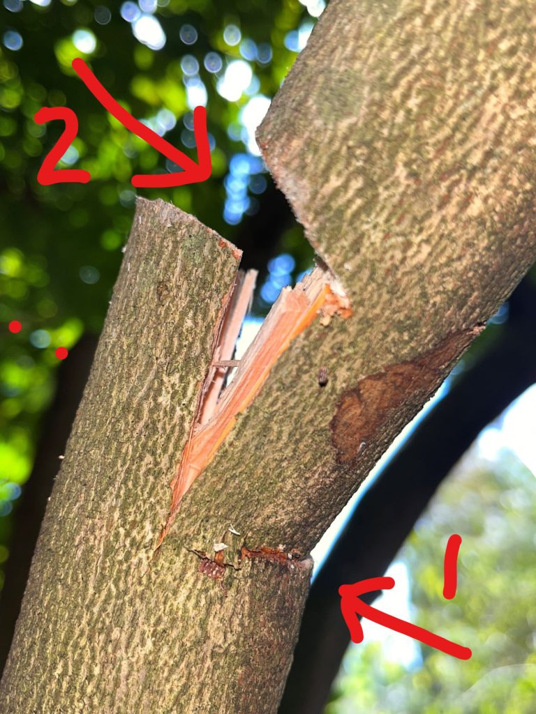 It's Easy as One, Two, Three. (So, Don't Do This To Your Trees!) - UF ...