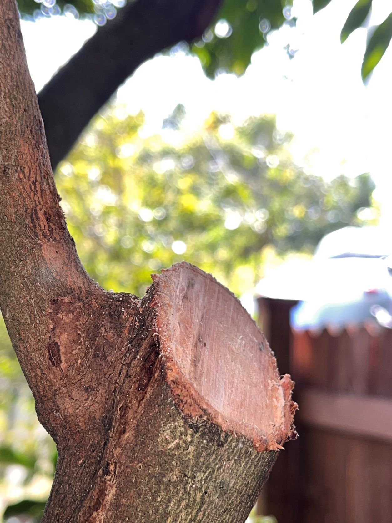 It's Easy as One, Two, Three. (So, Don't Do This To Your Trees!) - UF ...