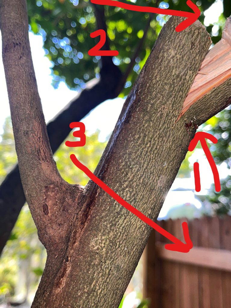 It's Easy as One, Two, Three. (So, Don't Do This To Your Trees!) - UF ...