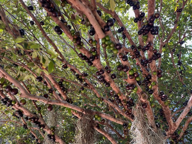 Jaboticaba - A Fruit Worth the Wait - UF/IFAS Extension Broward County