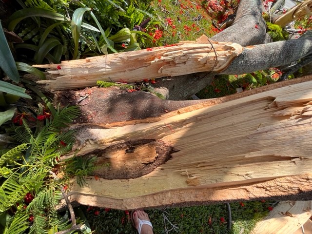 Royal Poinciana - Beautiful, but Poor Compartmentalizers. - UF/IFAS ...