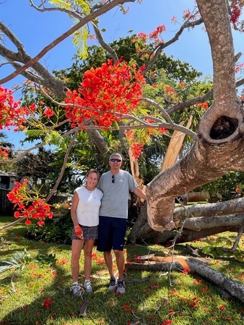 Royal Poinciana - Beautiful, but Poor Compartmentalizers. - UF/IFAS ...