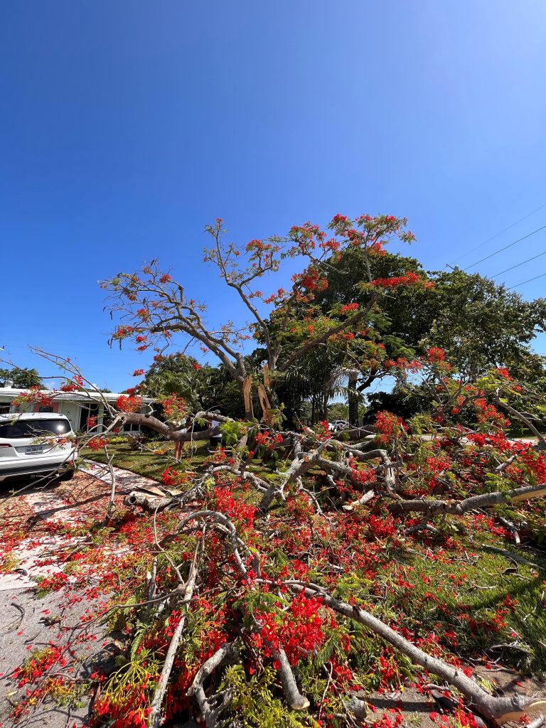 Royal Poinciana - Beautiful, but Poor Compartmentalizers. - UF/IFAS ...