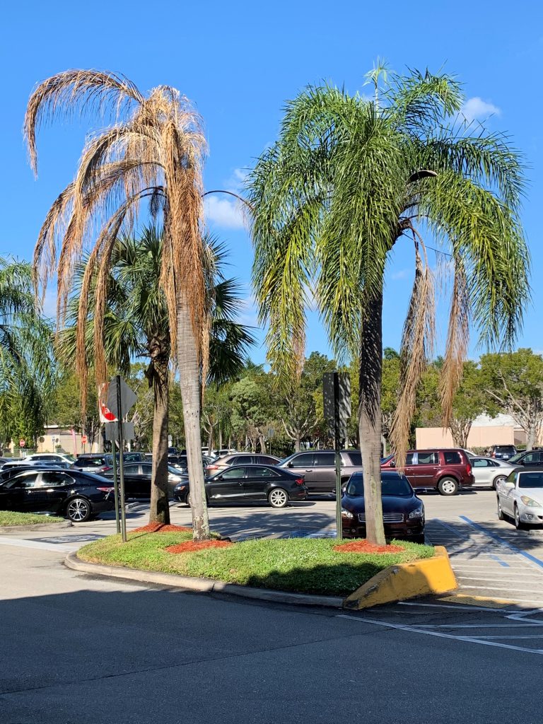 Queen and Washingtonia Palms are Under Attack - UF/IFAS Extension ...