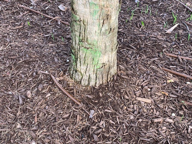 Over Pruning and Under Fertilizing Palms: A Double-edged Sword - UF ...