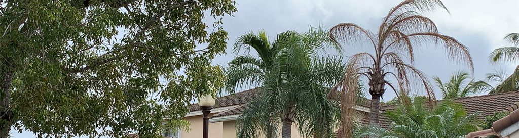 Pests & Disease Archives - UF/IFAS Extension Broward County