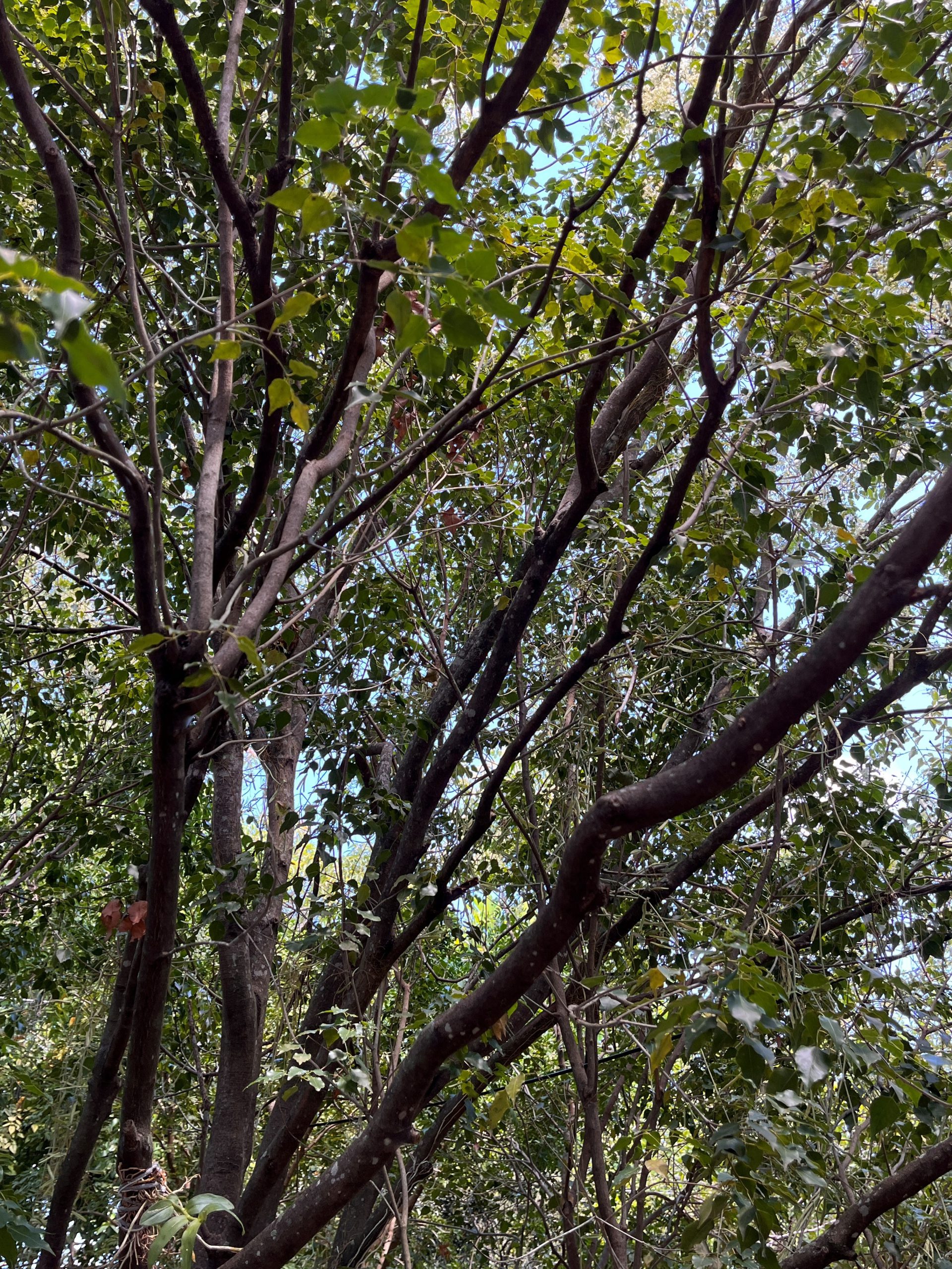 Pass the Torch - Plant Torchwood - UF/IFAS Extension Broward County