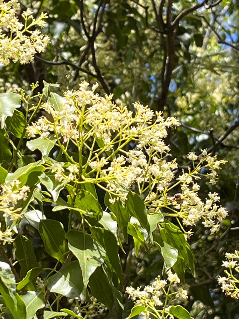 Pass the Torch - Plant Torchwood - UF/IFAS Extension Broward County