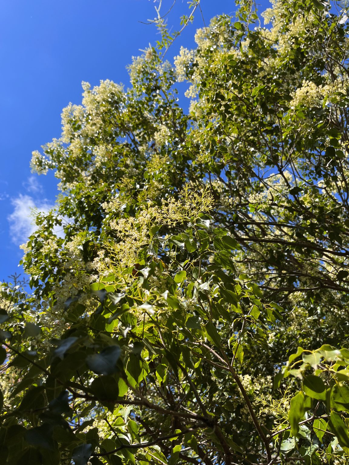 Pass the Torch - Plant Torchwood - UF/IFAS Extension Broward County