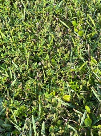 The Time for Mixed Mowable Species has Come - UF/IFAS Extension Broward ...