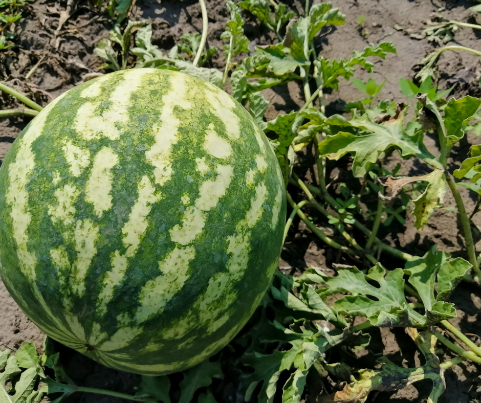 Sweet and Tasty Watermelon - UF/IFAS Extension Broward County