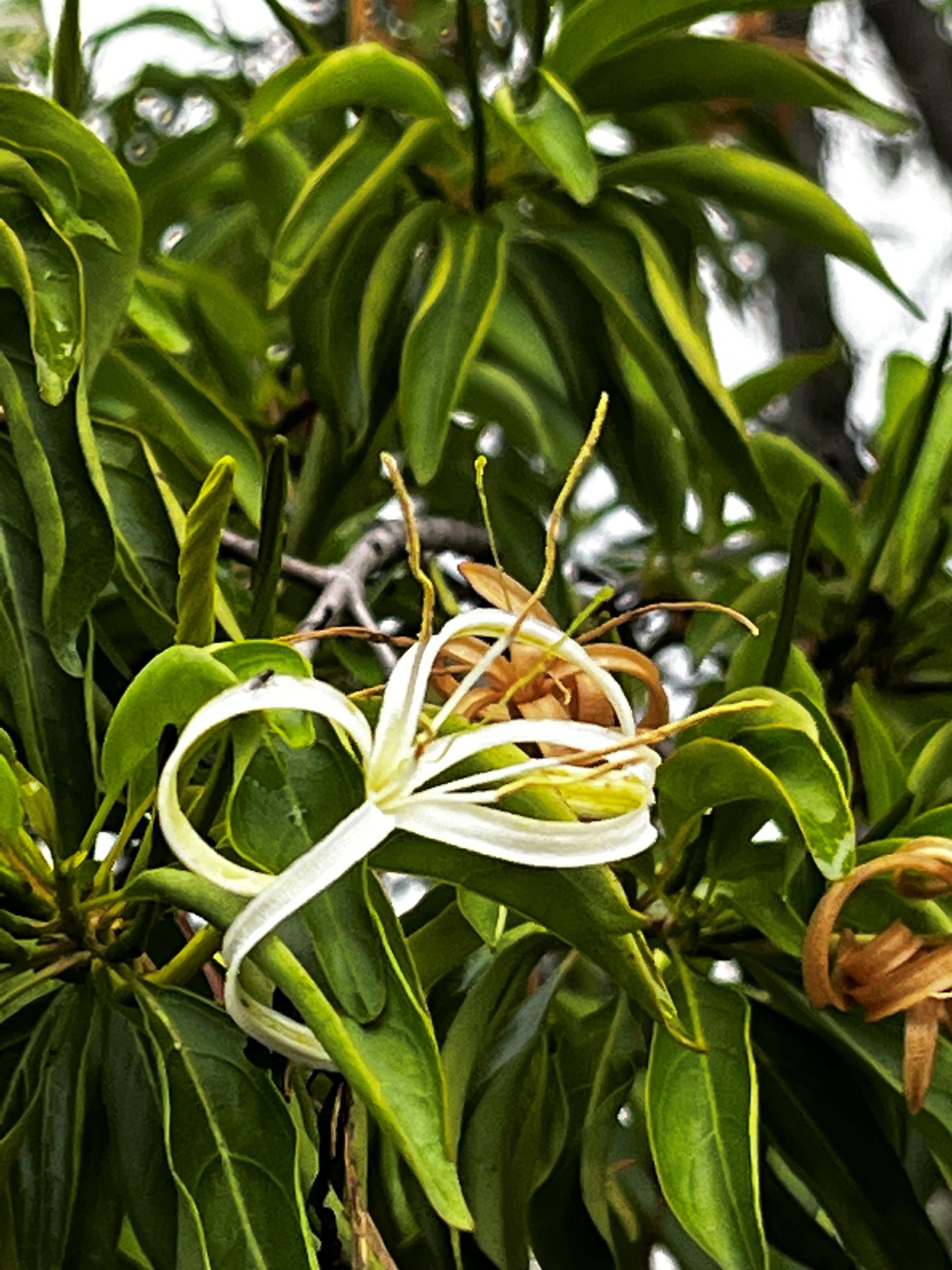 SMALLER Native Trees - UF/IFAS Extension Broward County