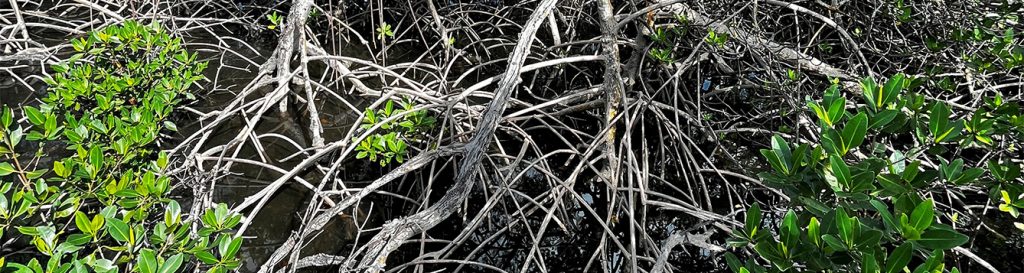 UF/IFAS Extension Broward County