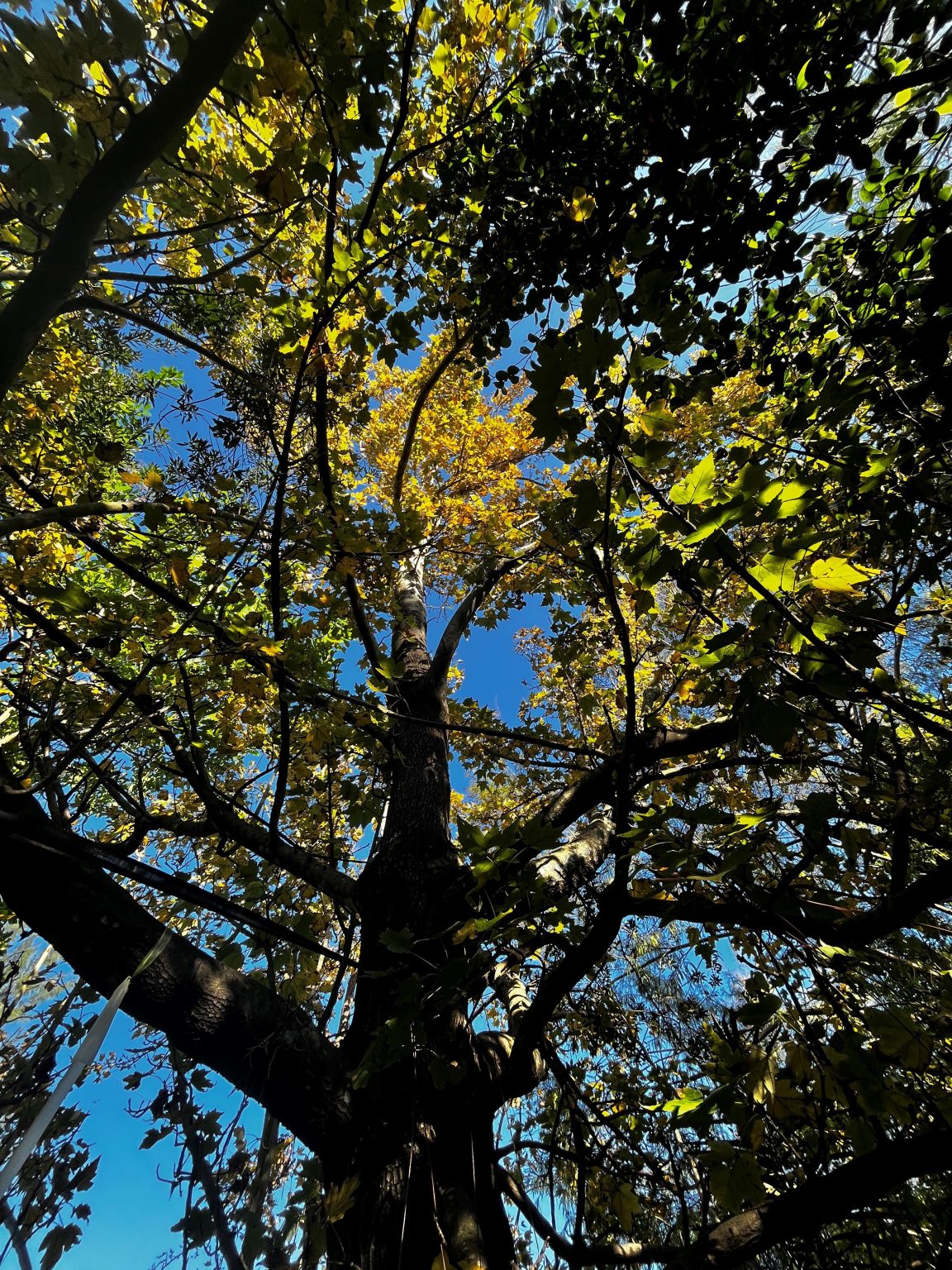 Magnificent Maples - UF/IFAS Extension Broward County
