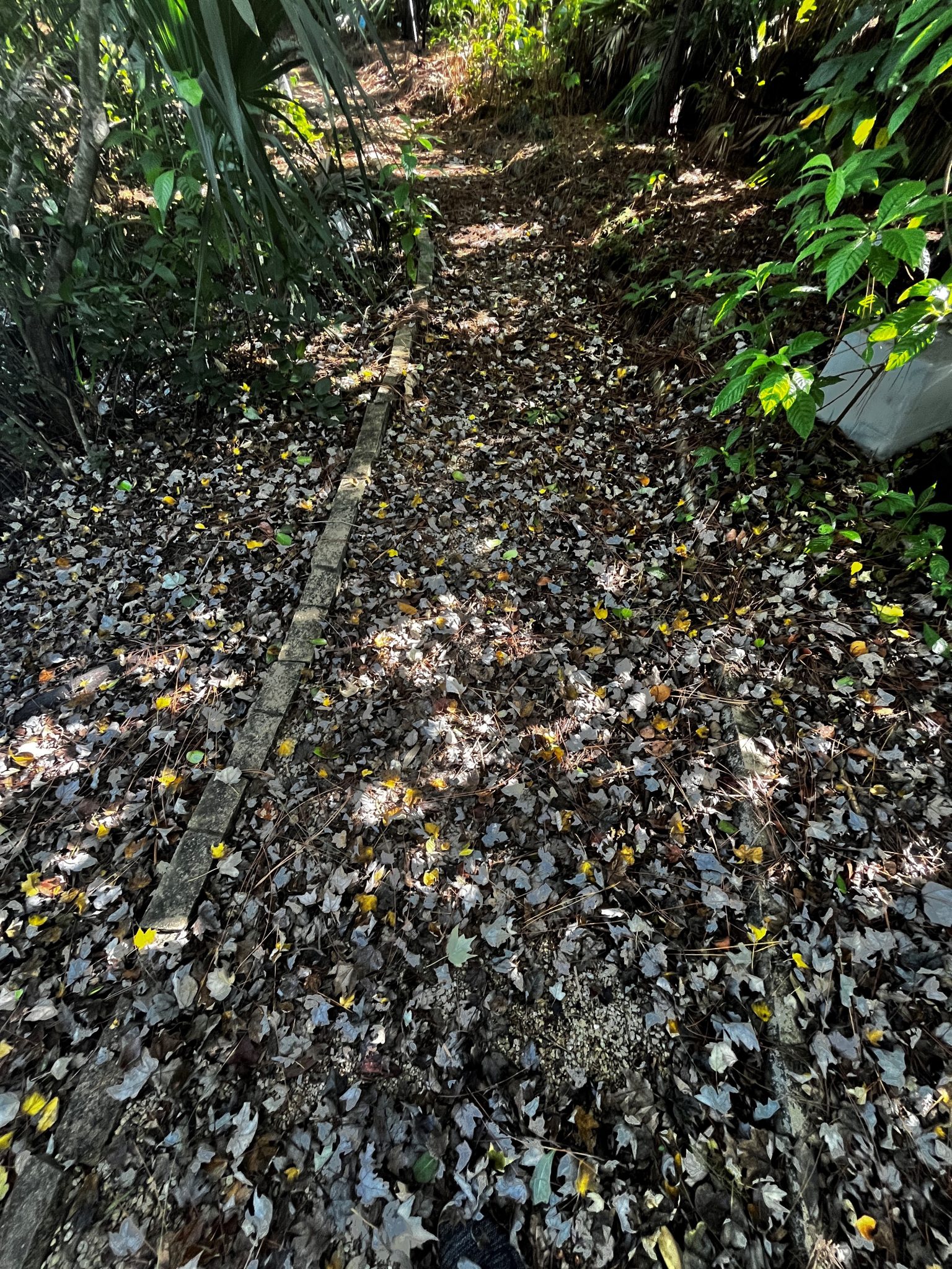 Magnificent Maples - UF/IFAS Extension Broward County