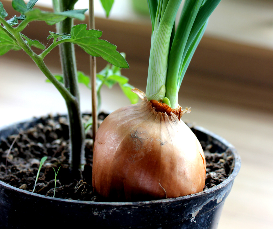 Onions! Onions! Onions! - UF/IFAS Extension Broward County