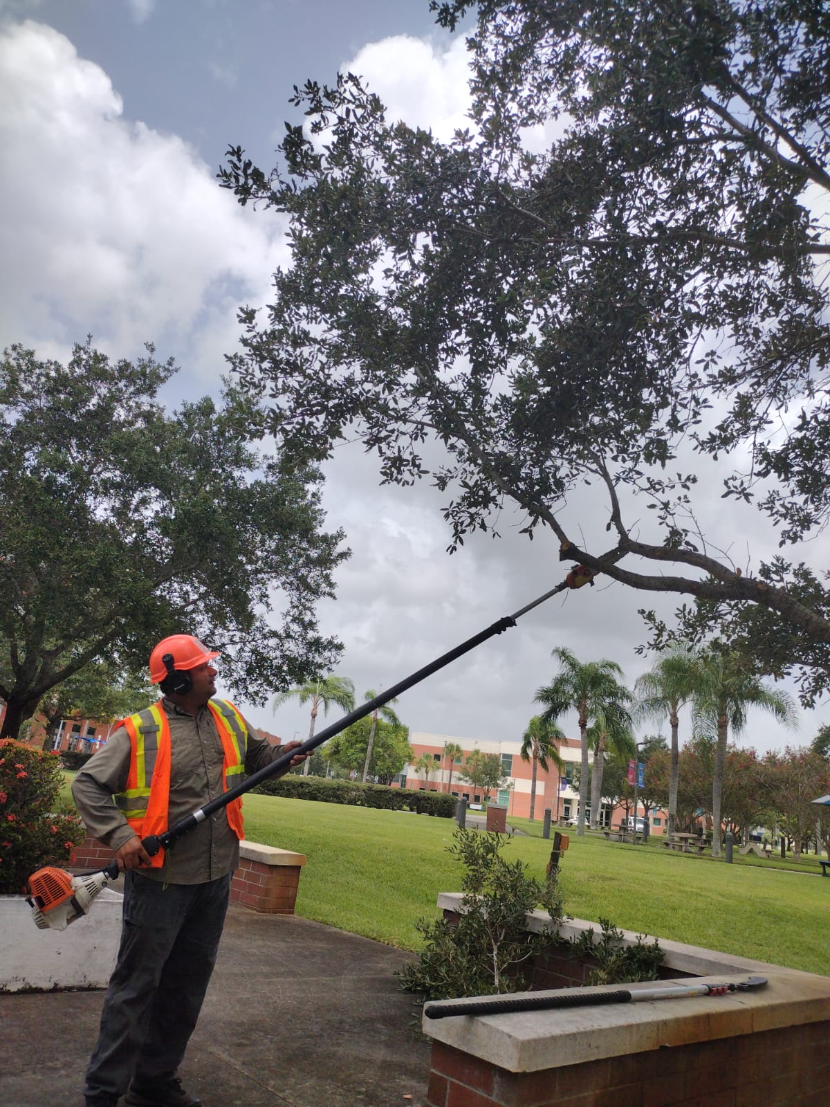 ACTUALIZACION LICENCIA PODA DE ARBOLES EN EL CONDADO DE BROWARD - UF ...