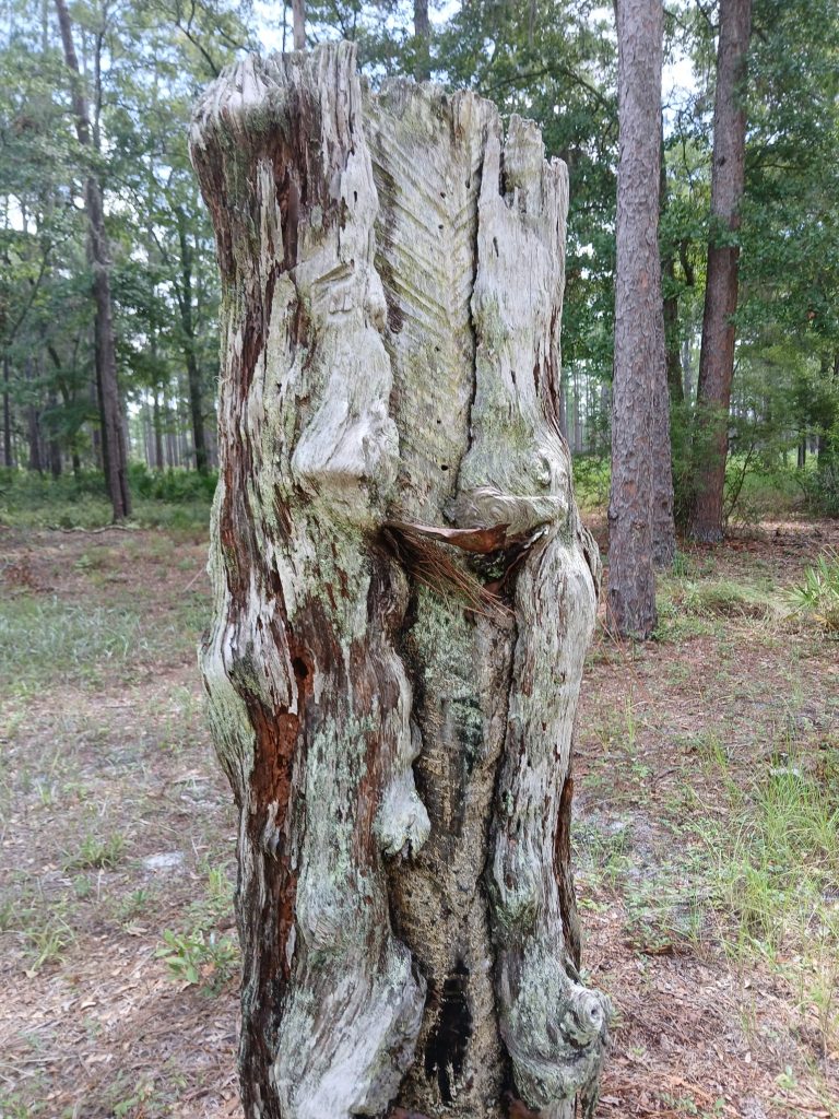 Discovering Austin Cary Forest and its Turpentine Still - UF/IFAS ...