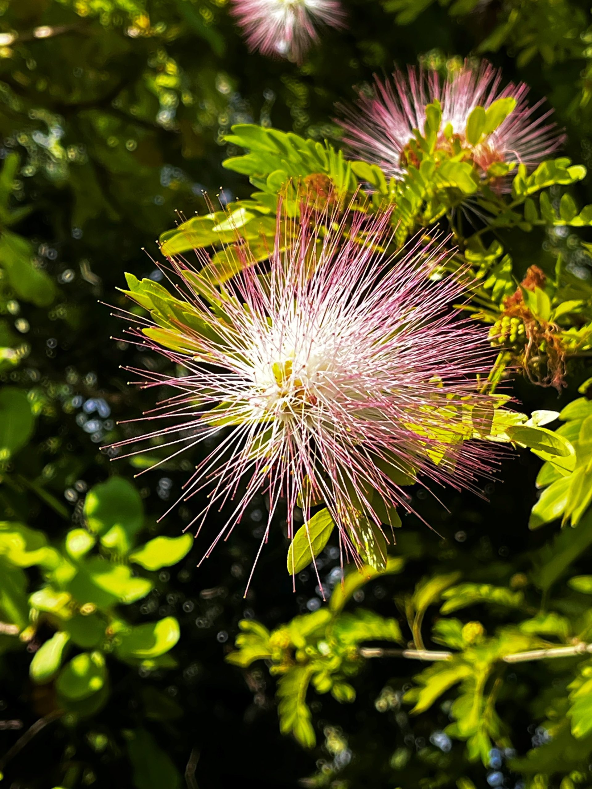 Do You See What I See? - UF/IFAS Extension Broward County