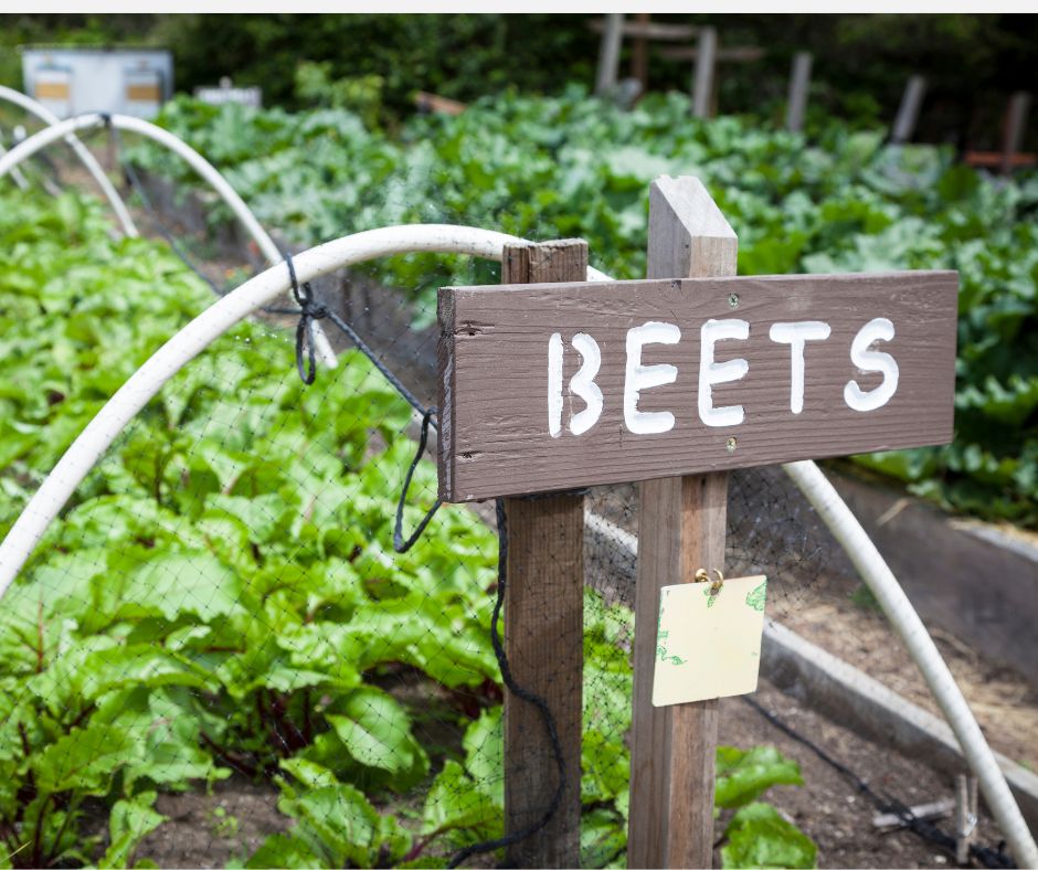 Beets – Delicious Beets! - UF/IFAS Extension Broward County