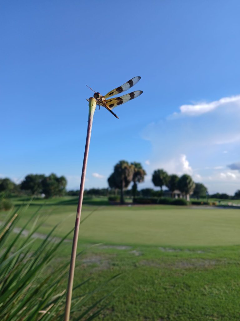 Discovering Broward County Natural Areas Series: Episode 1. The Linear ...