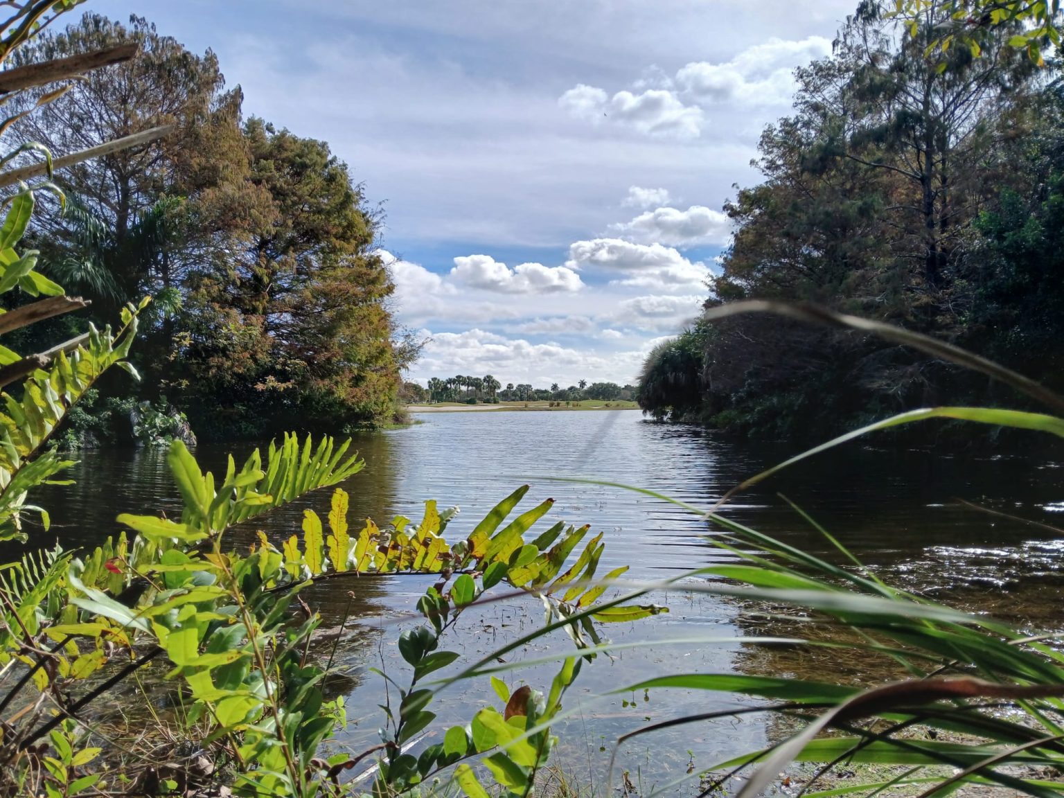 Discovering Broward County Natural Areas Series: Episode 1. The Linear ...