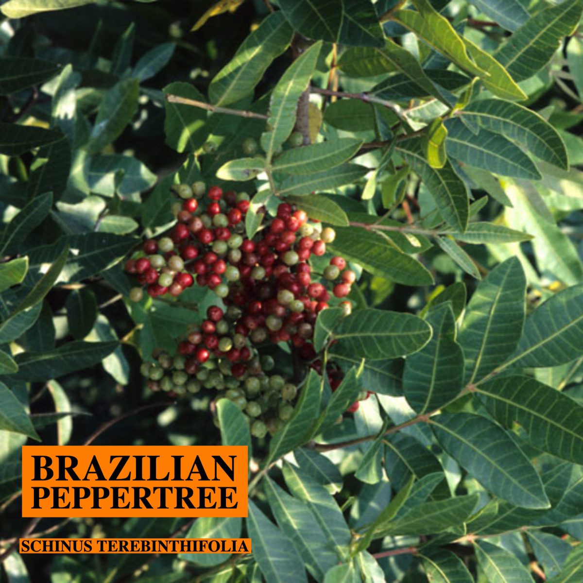 Five of Florida's Spookiest Invasive Plants - UF/IFAS Center for ...