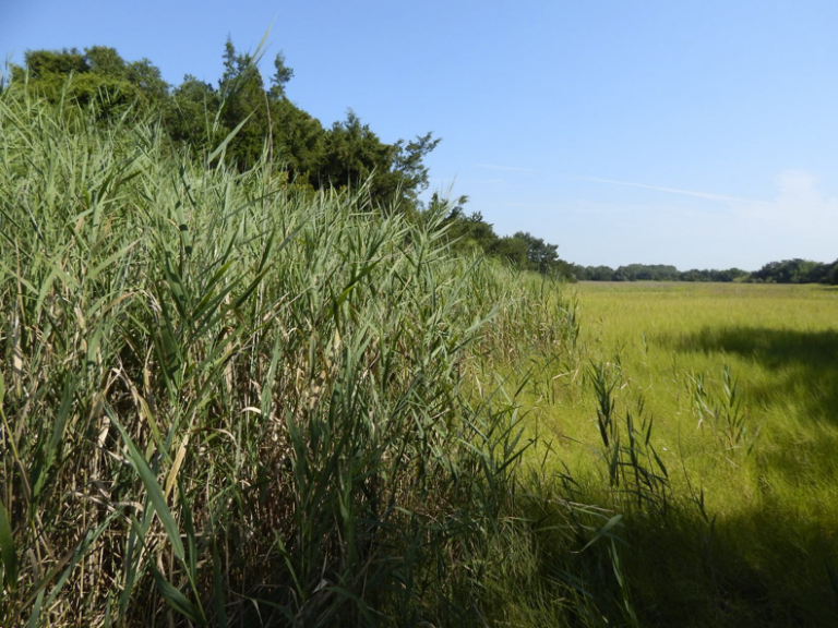 Common reed - UF/IFAS Center for Aquatic and Invasive Plants