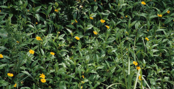 Wedelia (Sphagneticola trilobata) - UF/IFAS Center for Aquatic and ...