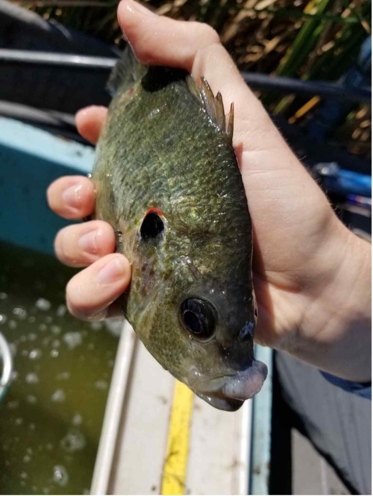 Redear sunfish/shellcracker with an abnormality. - UF/IFAS Center for ...
