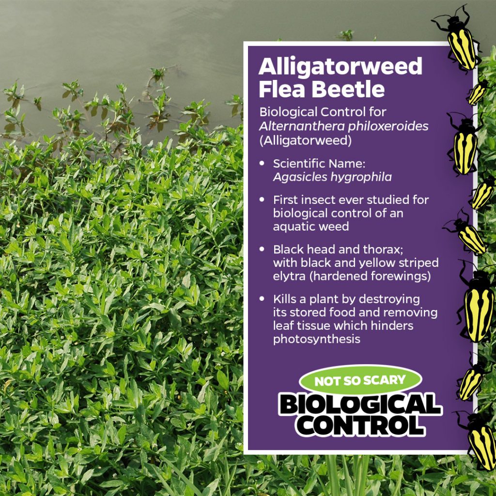 2021 Halloween Social Media_0003_Alligatorweed Flea Beetle 2 - UF/IFAS ...
